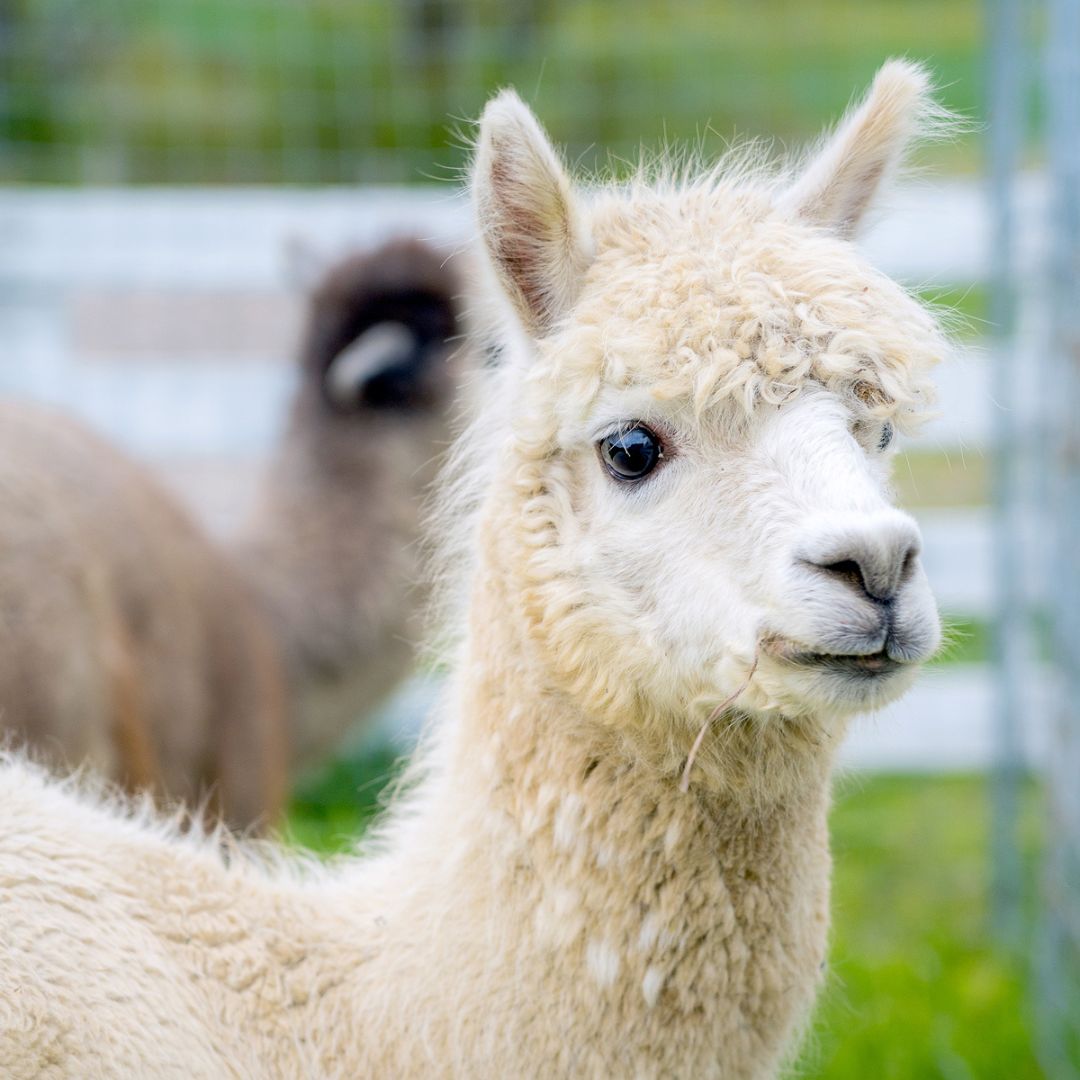 Alpine Ridge Alpacas | Clarksburg, Blue Mountains – Alpine Ridge Alpaca ...