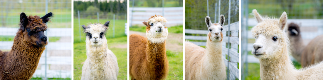Alpine Ridge Alpacas | Clarksburg, Blue Mountains – Alpine Ridge Alpaca ...